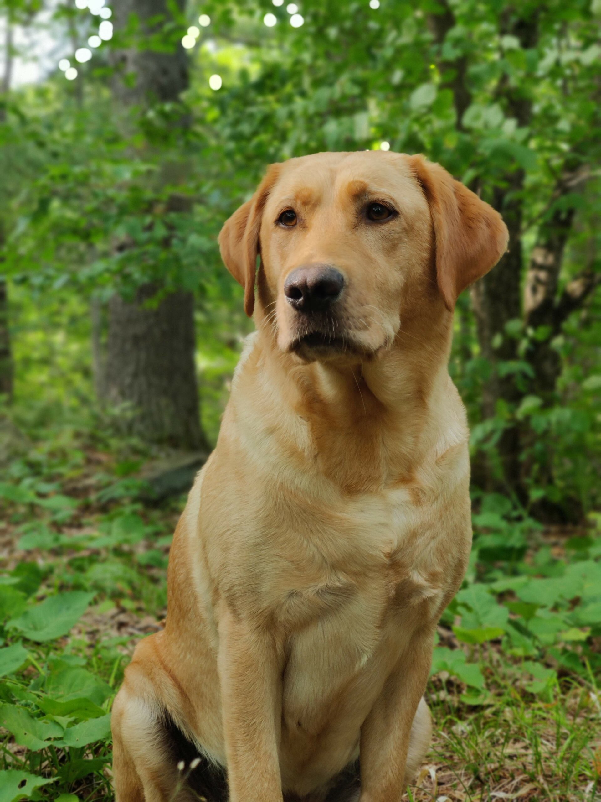 Hannah’s Girl Dixie – Beaver Valley Labradors