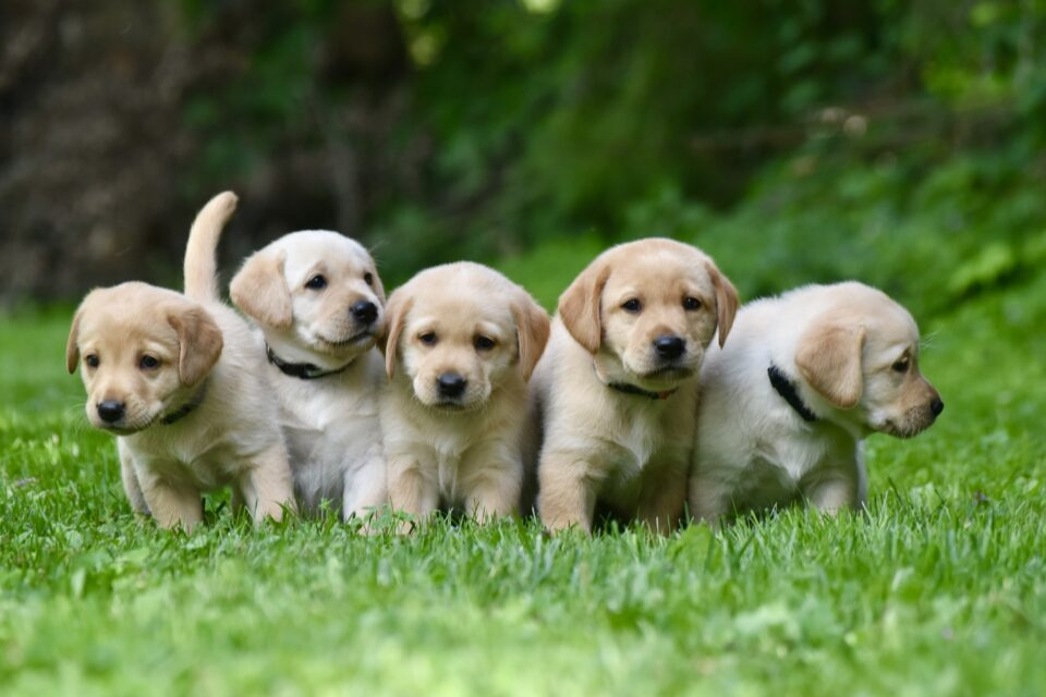 Beaver Valley Labradors