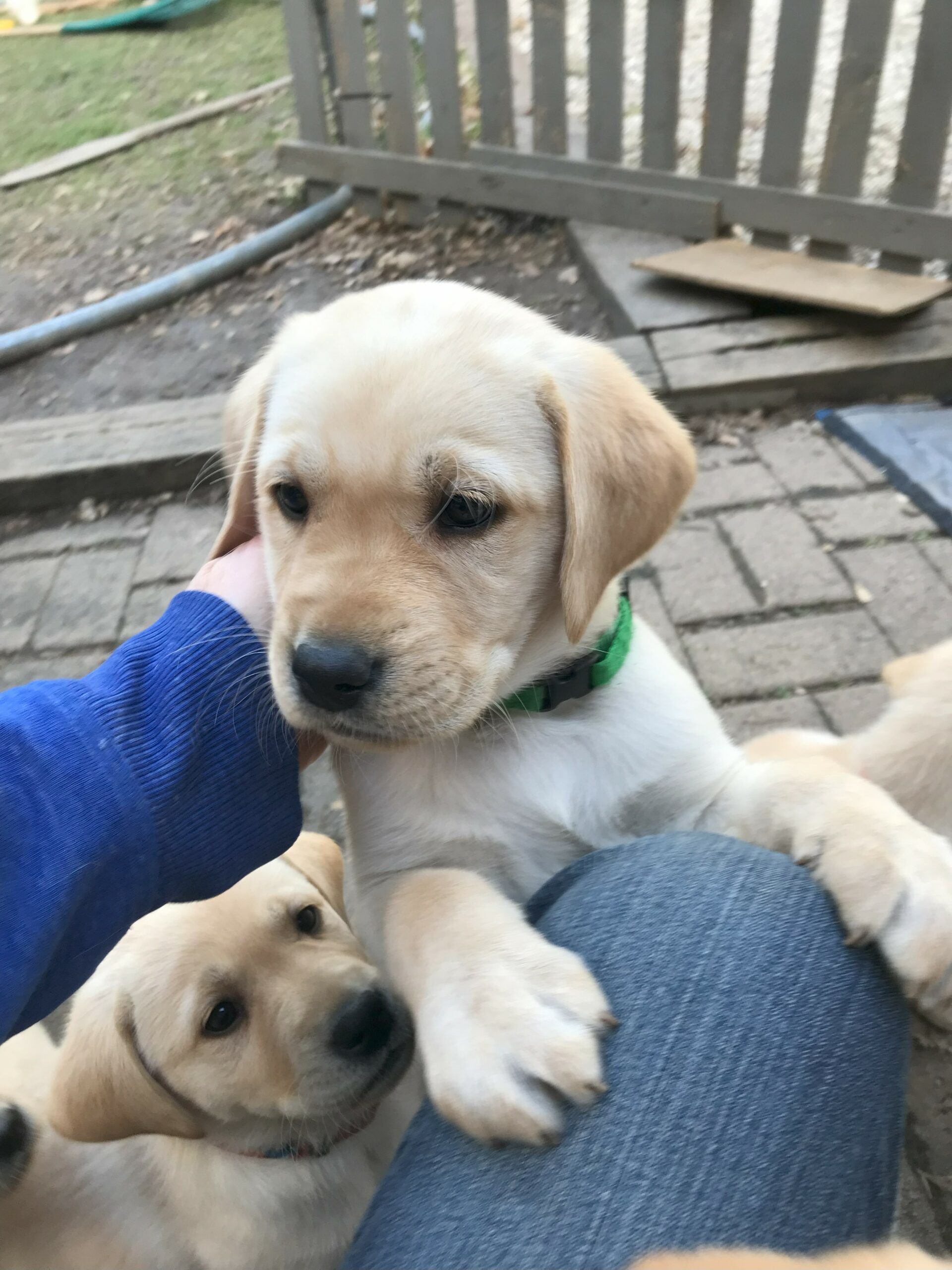 Beaver Valley Labradors